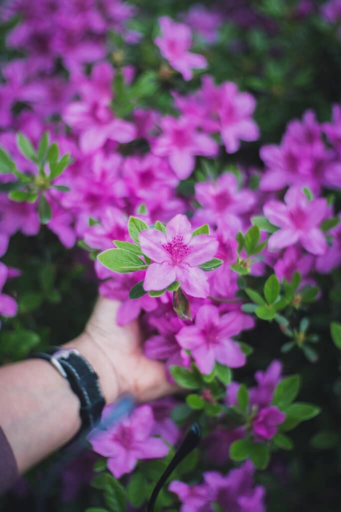 shawn-ang-717606-unsplash - Web design by Lumber Press